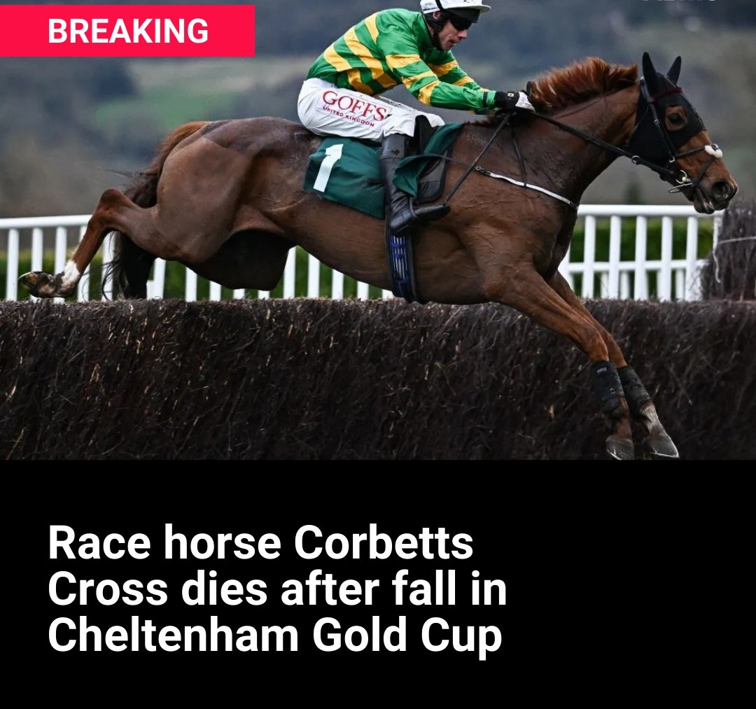 Race horse Corbetts Cross dies after fall in Cheltenham Gold Cup ...